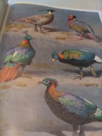 Book: Pheasants of The World Jean Delacour - Bird Supplies : Books