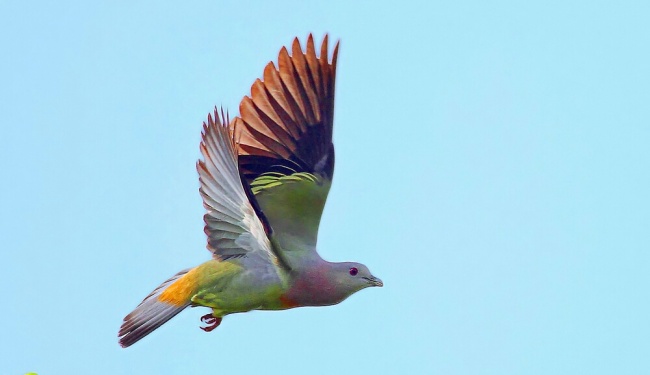 Ultimate Exotic Pink Necked Green Pigeon Female - Pigeons - Wild ...