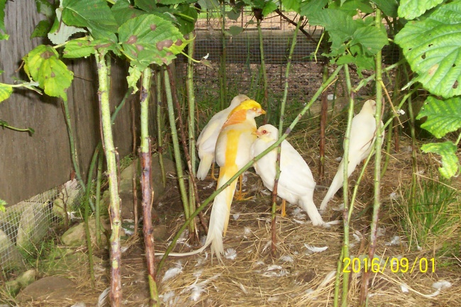 2016 Peach Golden Pair - Pheasants : : Peach Golden