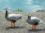 Breeder Pair of Barhead Geese (Proven) - Geese & Swans : Barhead Goose