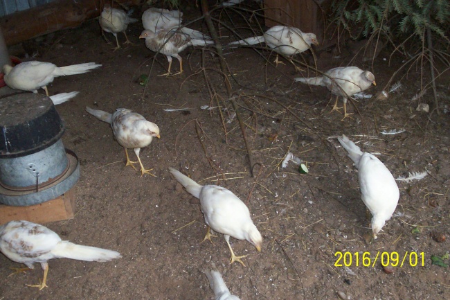 2016 Peach Golden Pair - Pheasants : : Peach Golden