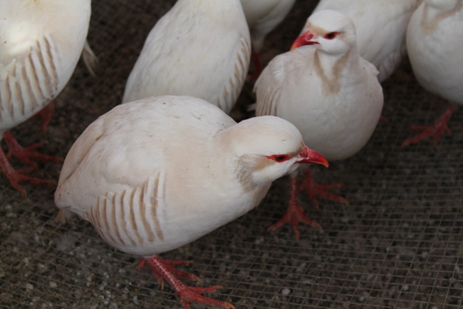 Beautiful 2015 Albino Chukar Partridges For Sale - Partridges : Albino ...