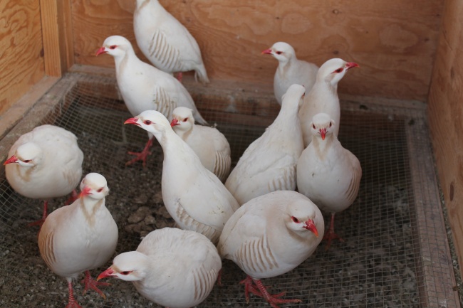 Beautiful 2015 Albino Chukar Partridges For Sale - Partridges : Albino ...