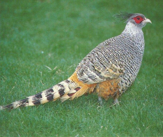 ONE MALE 2012 CHEER PHEASANT - Pheasants : : : Cheer