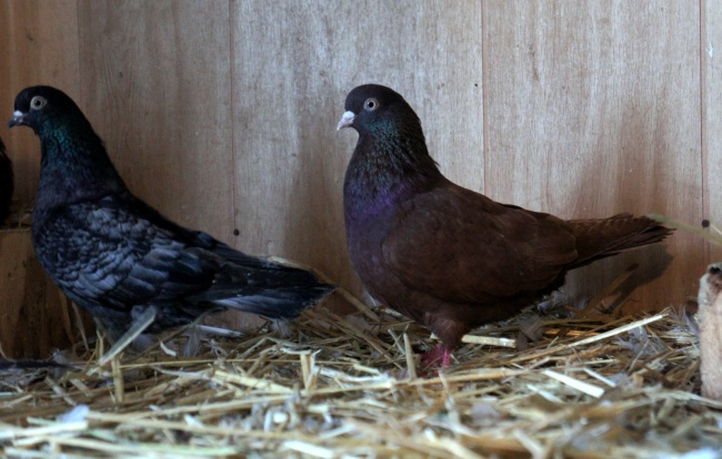 Parlor Roller Hens - Pigeons - Domestic : : : Other Domestic Pigeons
