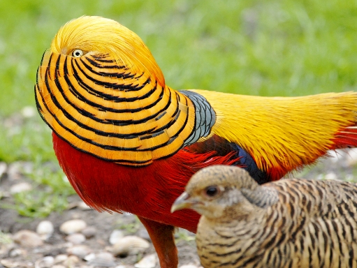 Red Golden Pheasant Male - Pheasants