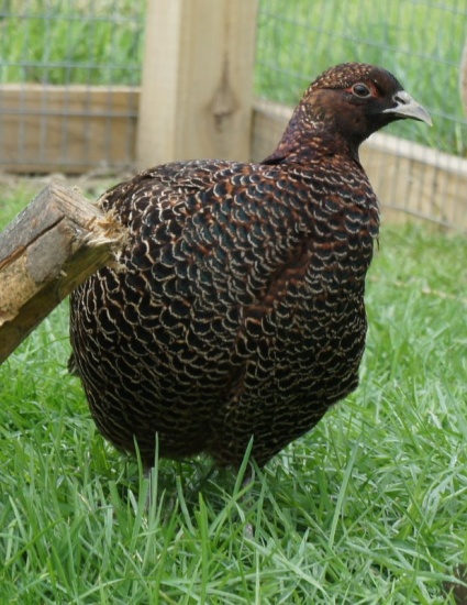 Melanistic Mutant Pheasant Pair - Pheasants : Ringneck Pheasant