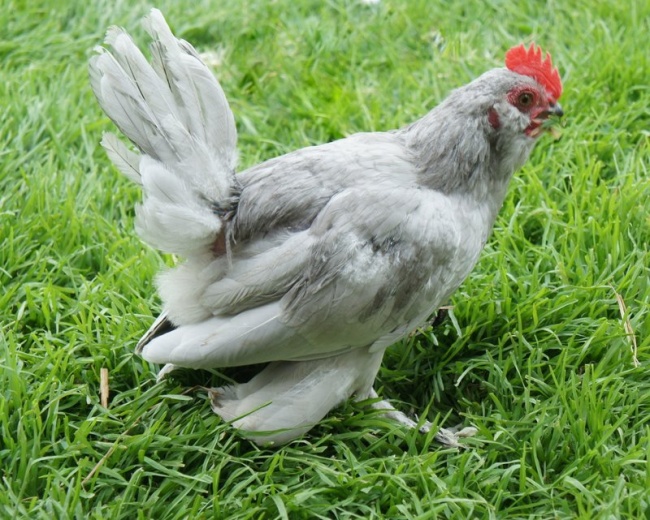 Blue Duccle Pair - Chickens : Bantams