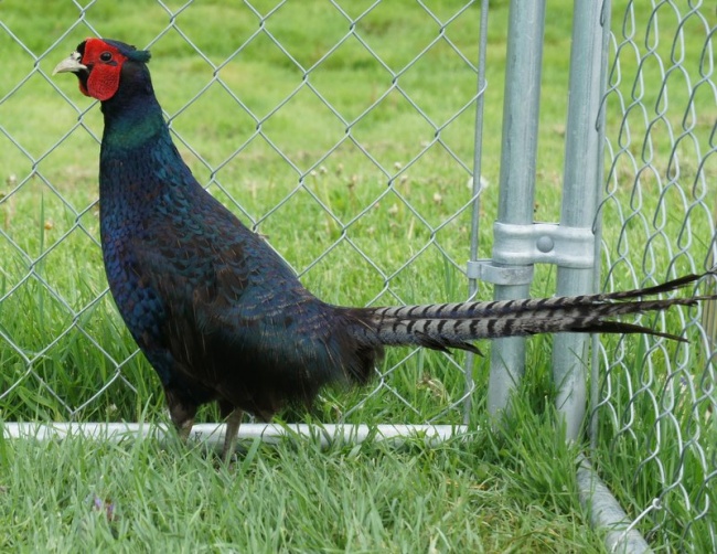 Melanistic Mutant Pheasant Pair - Pheasants : Ringneck Pheasant