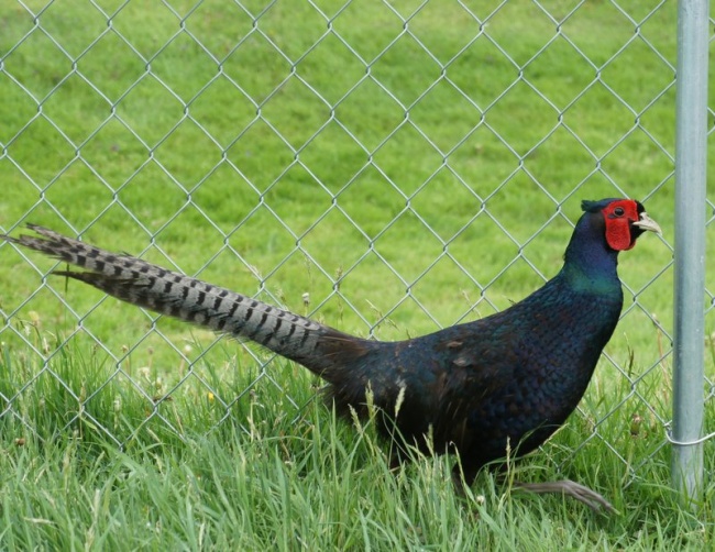 Melanistic Mutant Pheasant Pair - Pheasants : Ringneck Pheasant