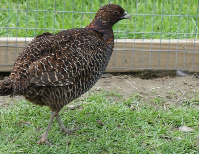Melanistic Mutant Pheasant Pair - Pheasants : Ringneck Pheasant