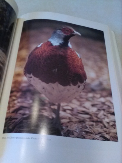 Book: Pheasants of The World - Bird Supplies : Books