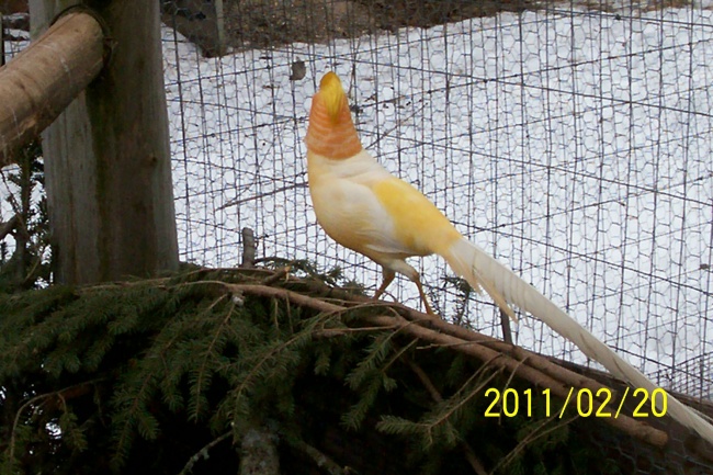 2012 Peach Golden Male - Pheasants : : Peach Golden