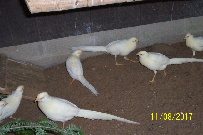 2017 Peach Golden Pair - Pheasants : : Peach Golden