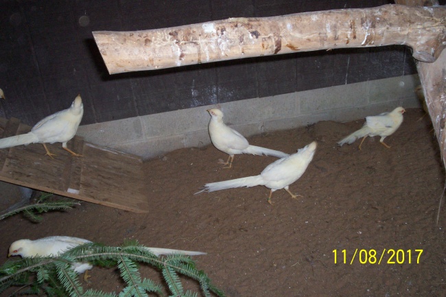 2017 Peach Golden MALE - Pheasants : : Peach Golden