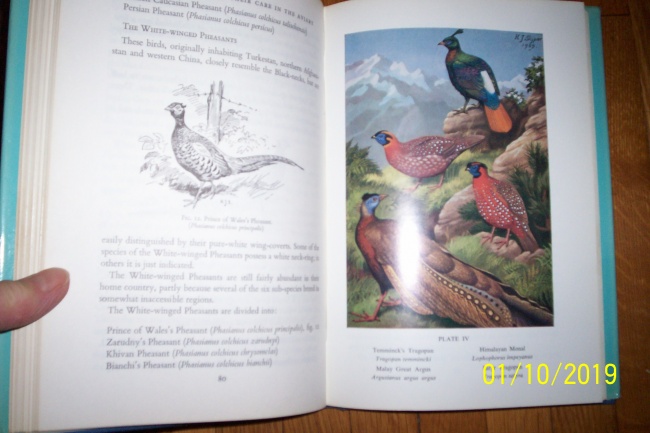 BOOK Pheasants Including Their Care in the Aviary - Pet Supplies : Books
