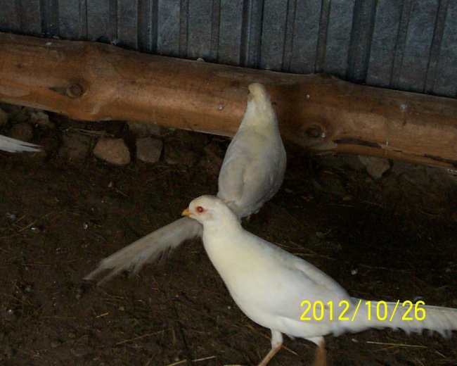 2012 Peach Golden Male - Pheasants : : Peach Golden
