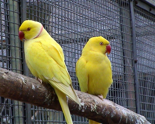 Breeder pair of yellow ringneck parakeets for sale - Parrots & Like ...