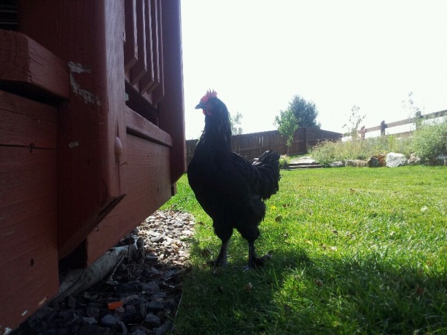 Olive Egger Rooster - Chickens : : Marans