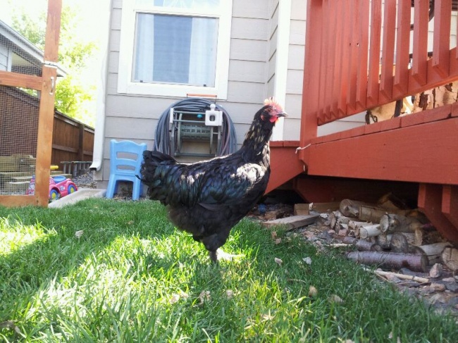 Olive Egger Rooster - Chickens : : Marans