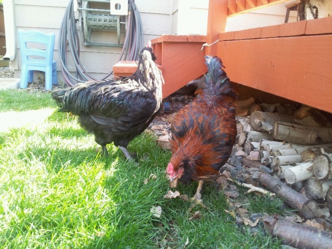 Olive Egger Rooster - Chickens : : Marans