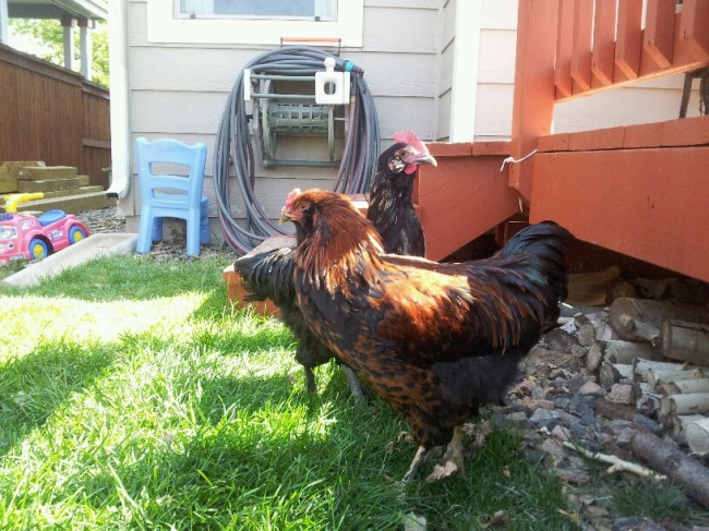 Olive Egger Rooster - Chickens : : Marans