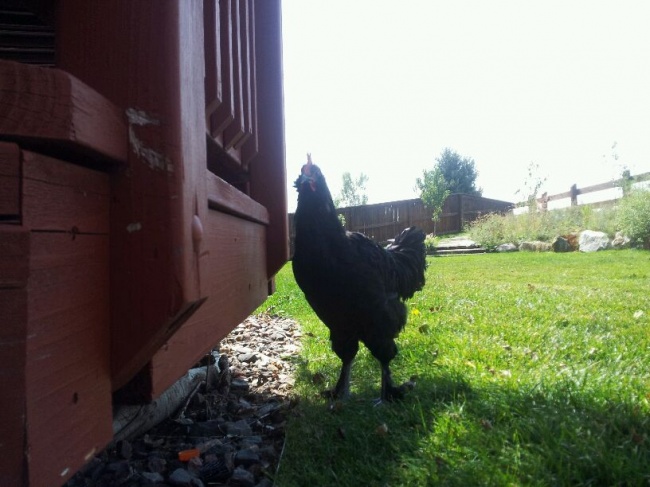 Olive Egger Rooster - Chickens : : Marans