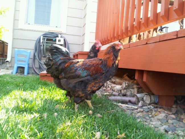 Olive Egger Rooster - Chickens : : Marans