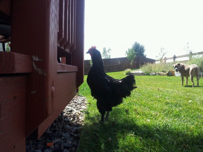 Olive Egger Rooster - Chickens : : Marans