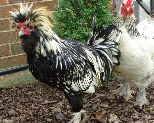 Mixed Breed Roosters-Polish April 2012 - Chickens : : : Other Chickens