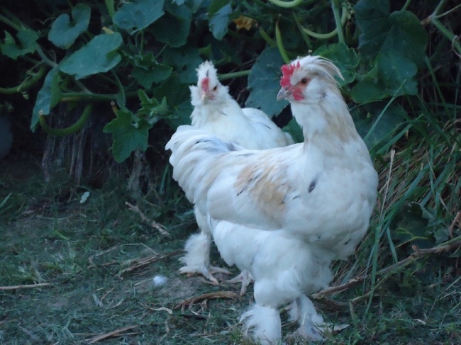 Mixed Breed Roosters-Polish April 2012 - Chickens : : : Other Chickens