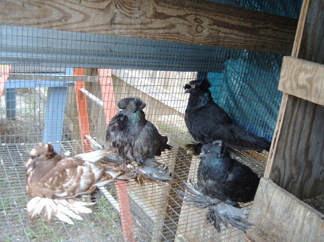 Family of 5 ENGLISH TRUMPETERS Cockbird, hen 3 2012 youngsters ...