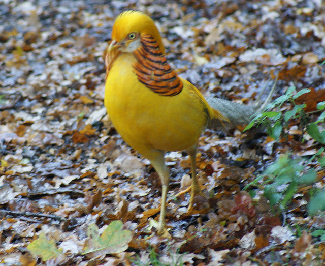 Young golden pheasant/ringneck - Pheasants
