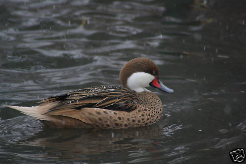 Breeder Bahama pintail male - Ducks - Wild : Bahama Pintail