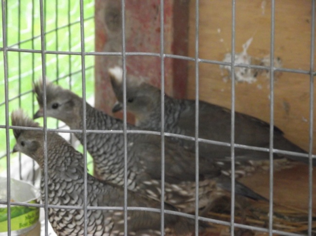 Blue scaled Quails - Quails