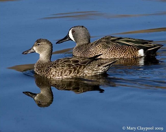 Blue-wing teal drake - Taxidermy