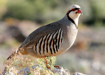 Chukar Partridge - Partridges : Chukar Partridge