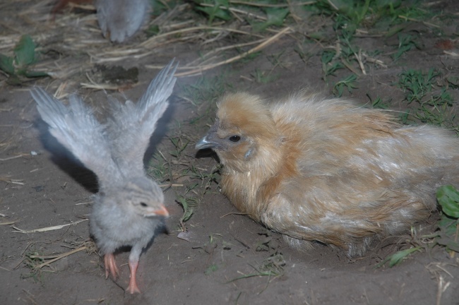 2 gorgeous Lavender guinea keets - Seattle - Guineas