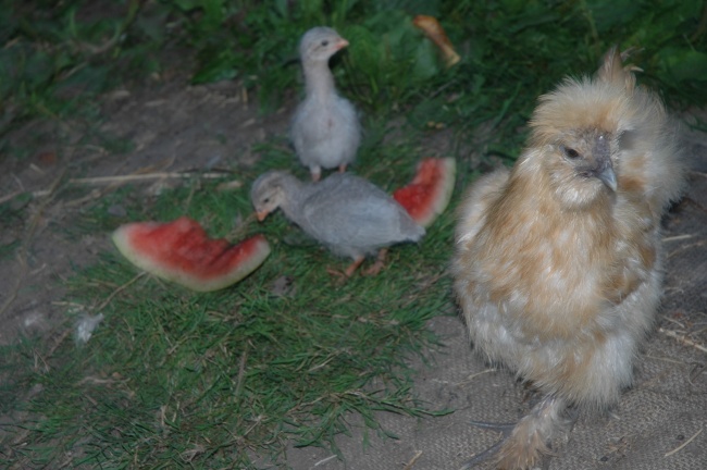 2 gorgeous Lavender guinea keets - Seattle - Guineas