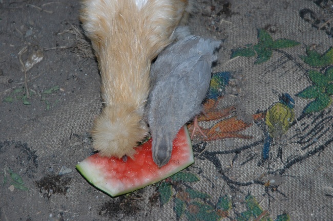 2 gorgeous Lavender guinea keets - Seattle - Guineas