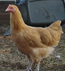 Buff Orphington Hens - Chickens : Buff Rocks