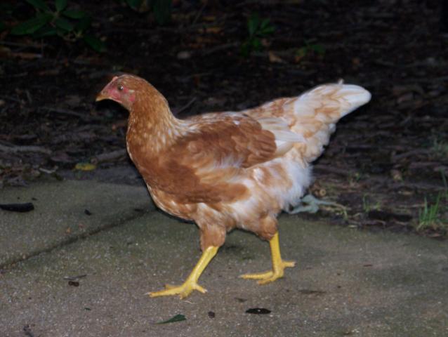 Golden comet hens - Chickens : : : Other Chickens