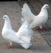 Fantail pigeons - Pigeons - Domestic