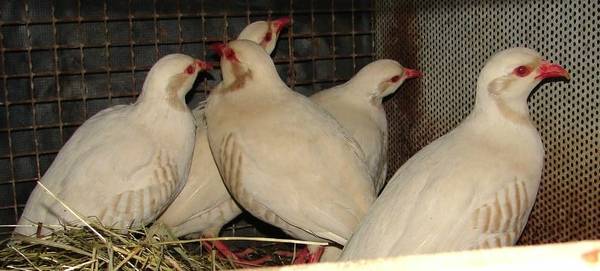 8 albino chukars eggs - Partridges : Albino Partridge