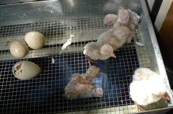 8 albino chukars eggs - Partridges : Albino Partridge