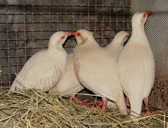 8 albino chukars eggs - Partridges : Albino Partridge