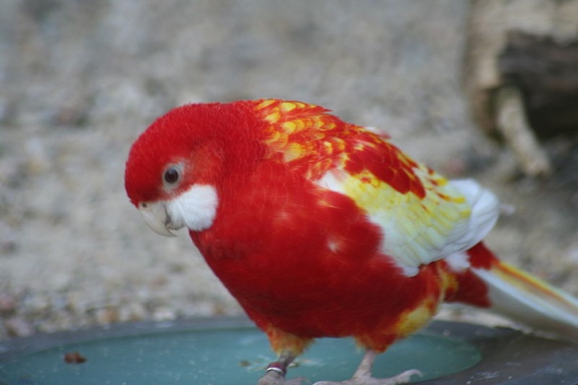 Two 2014 hatch Rubino Rosella Parrots for sale - Unsexed - Parrots & Like : Rosellas