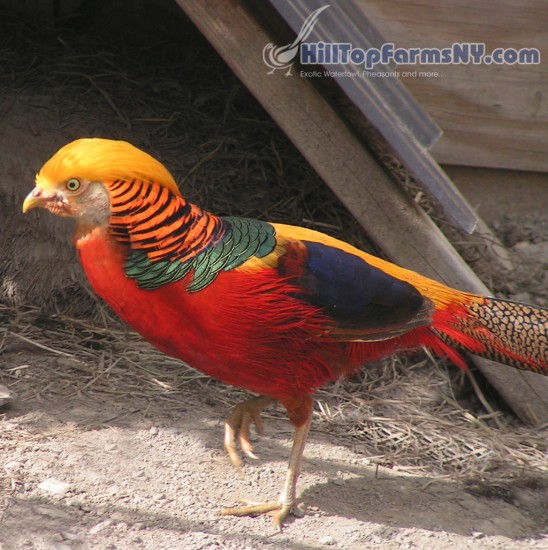 One 2014 hatch Breeder pair of Red Golden Pheasant in full color ...