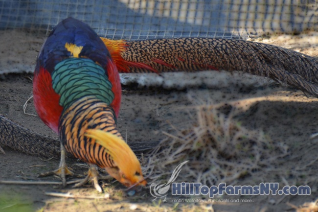 One 2014 hatch Breeder pair of Red Golden Pheasant in full color ...
