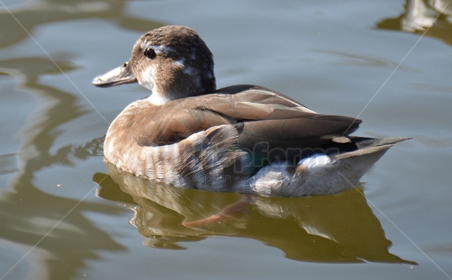 Stock Image : Ringed teal Duck - Images : Animals : Birds